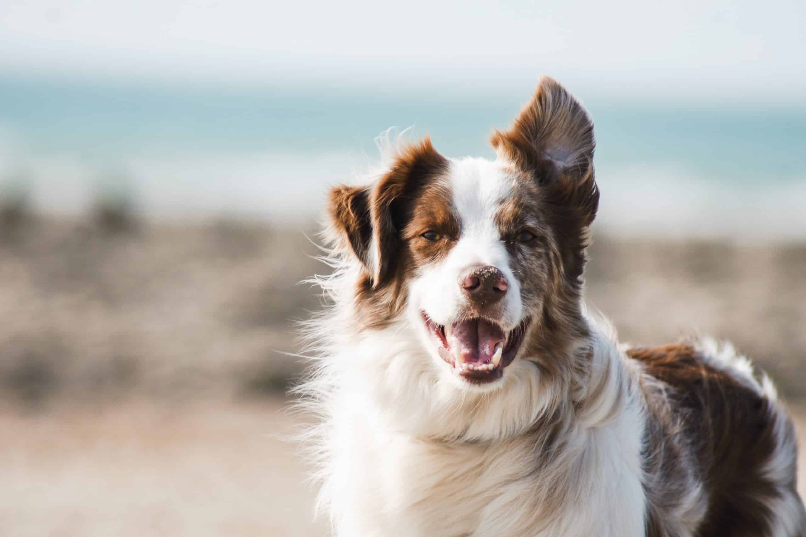 TrustedPals Pet Insurance Review: Great for Senior Pets and Custom Plans